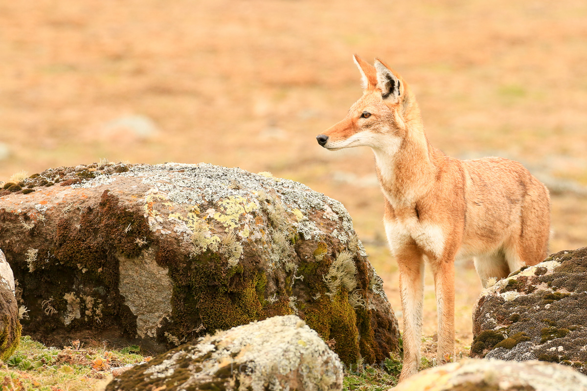 Ethiopian wolf – Tom Broadhurst Photography
