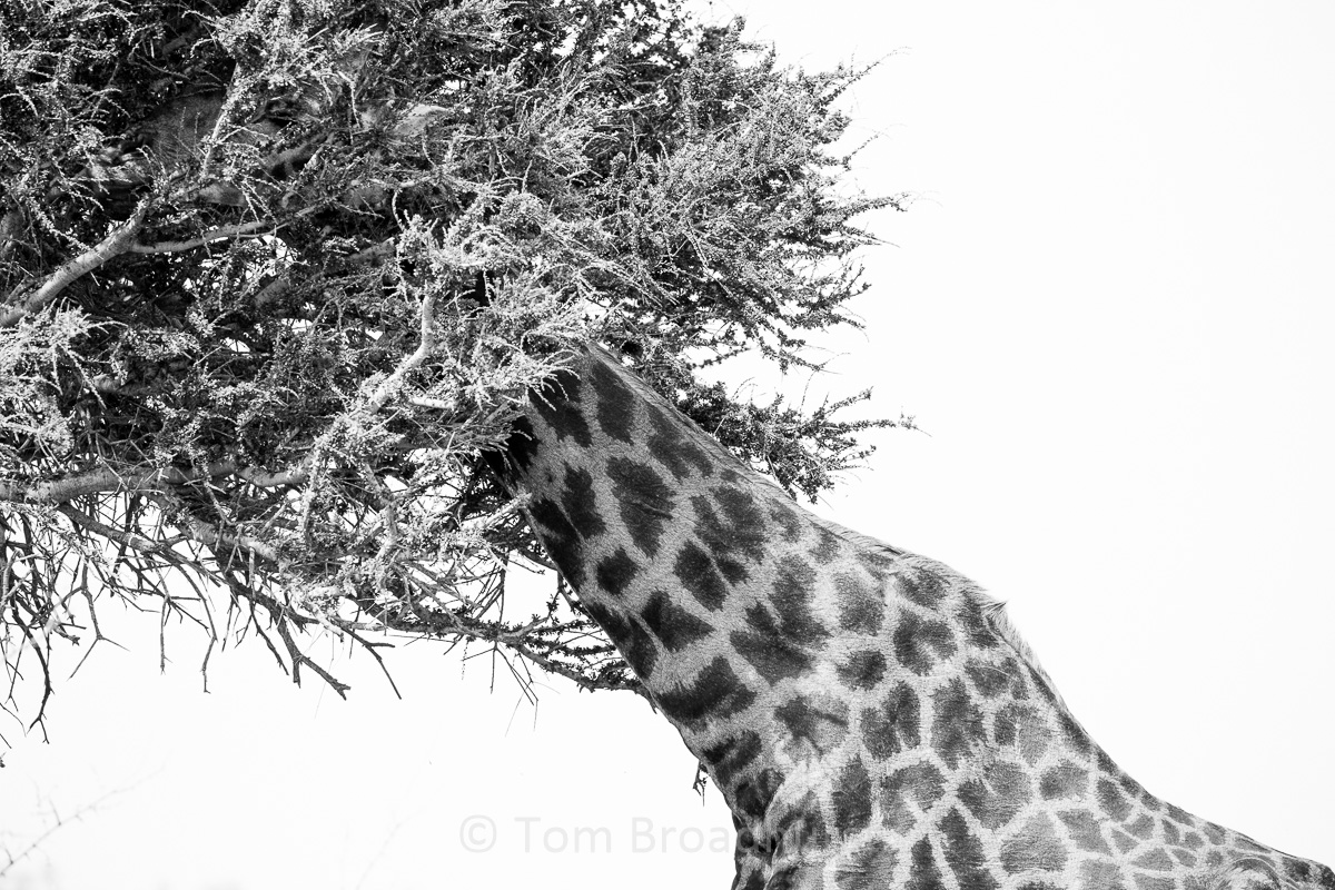 Headless giraffe – Tom Broadhurst Photography